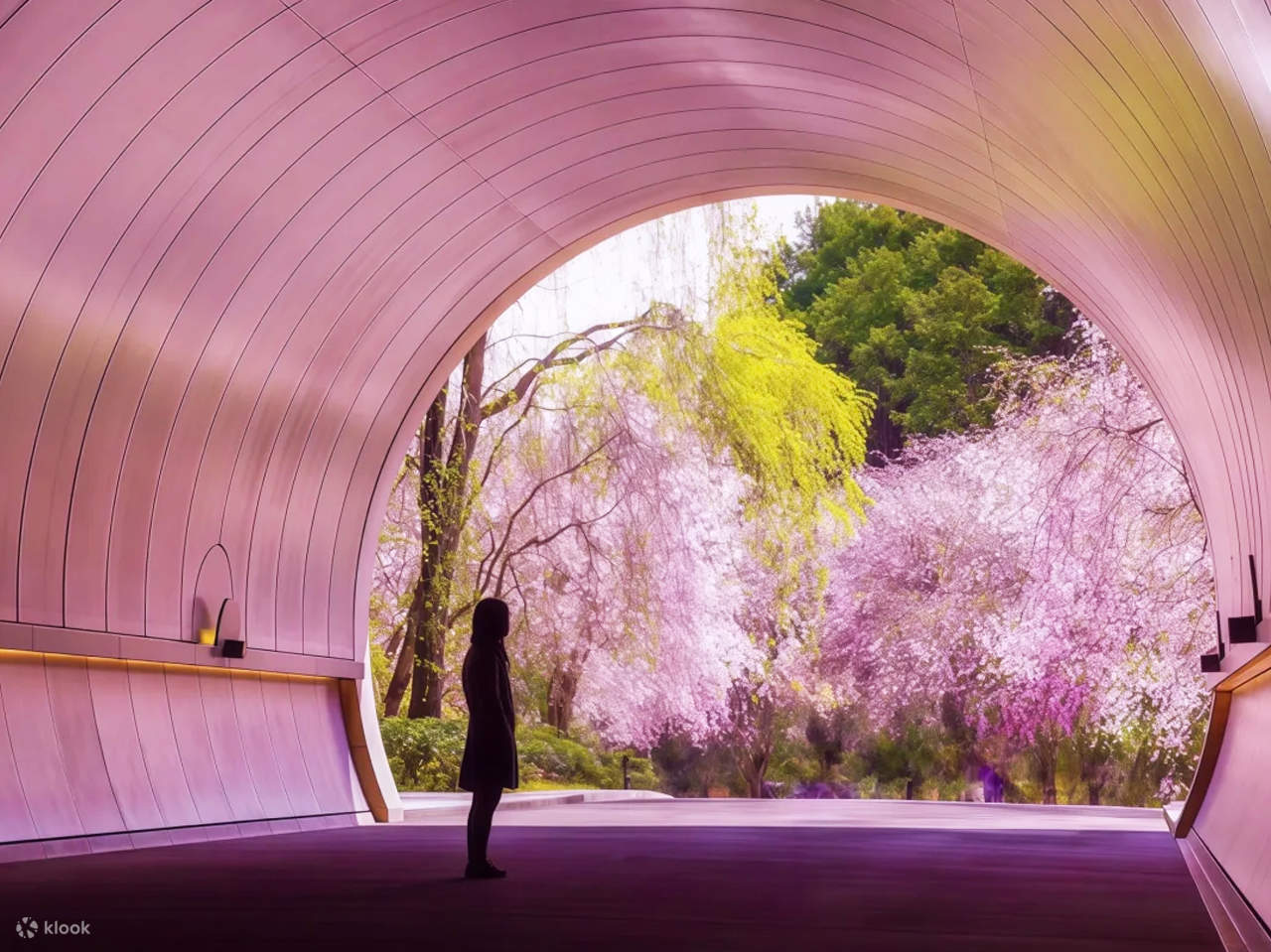 [Sakura Season Limited Kansai Shiga Cherry Blossom Viewing] Miho Museum ...
